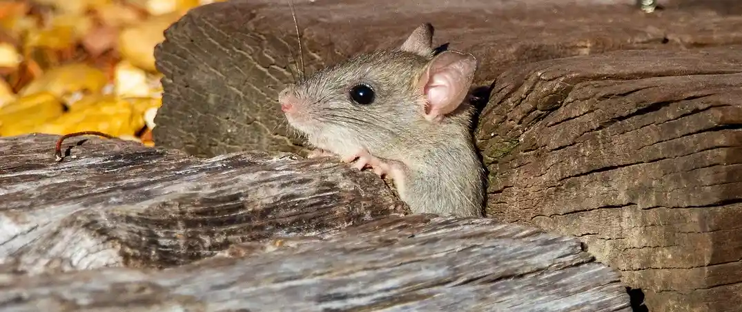 Rodent Control: A Comprehensive Overview